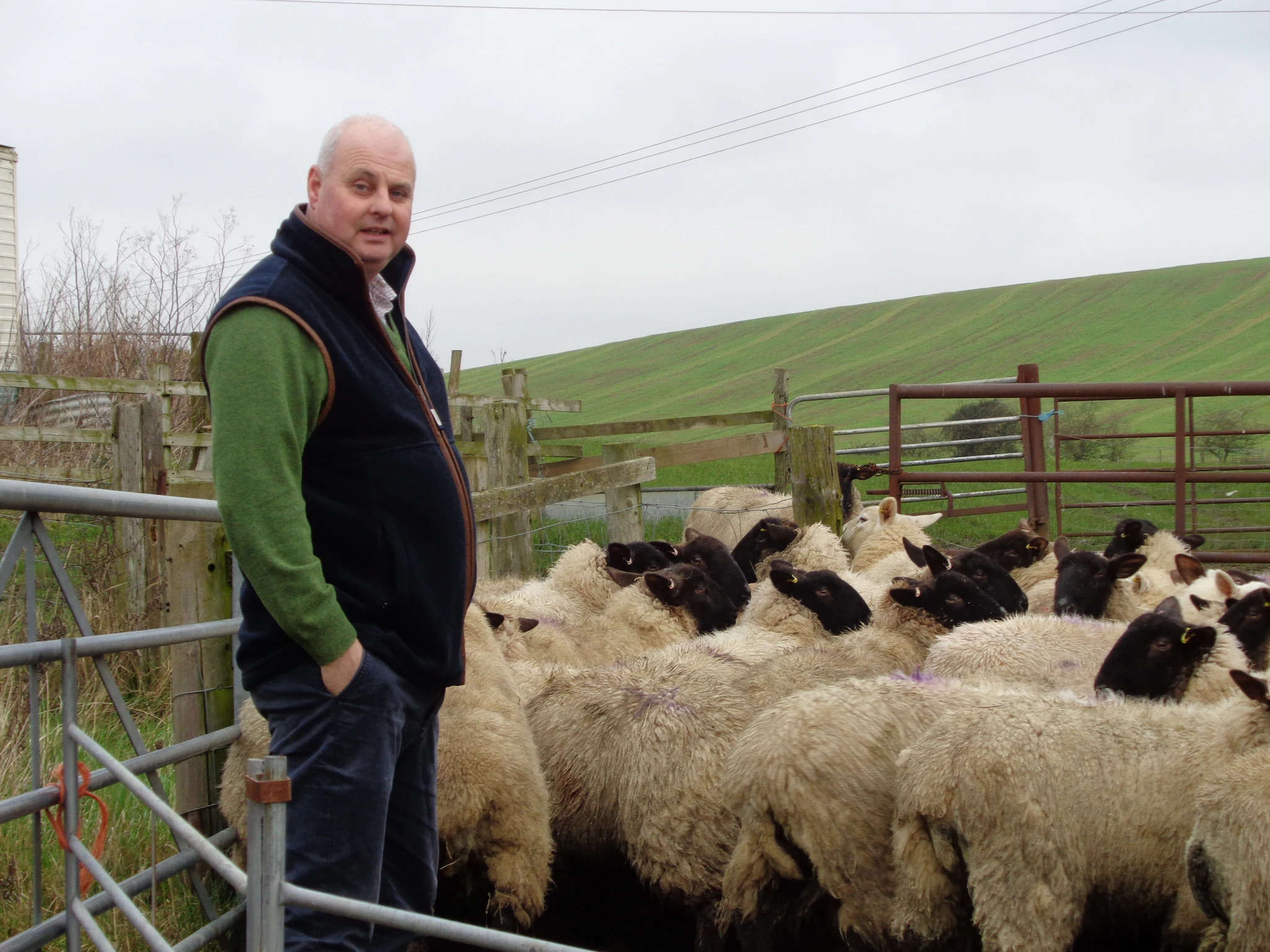 Tagging from birth with TagFaster • Datamars Livestock (Kiwikit)